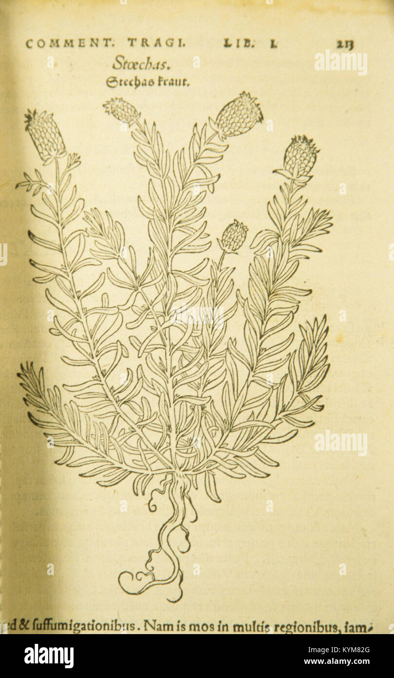 An image showing Stoechas, a plant also known as Stechas Kraut, which ...
