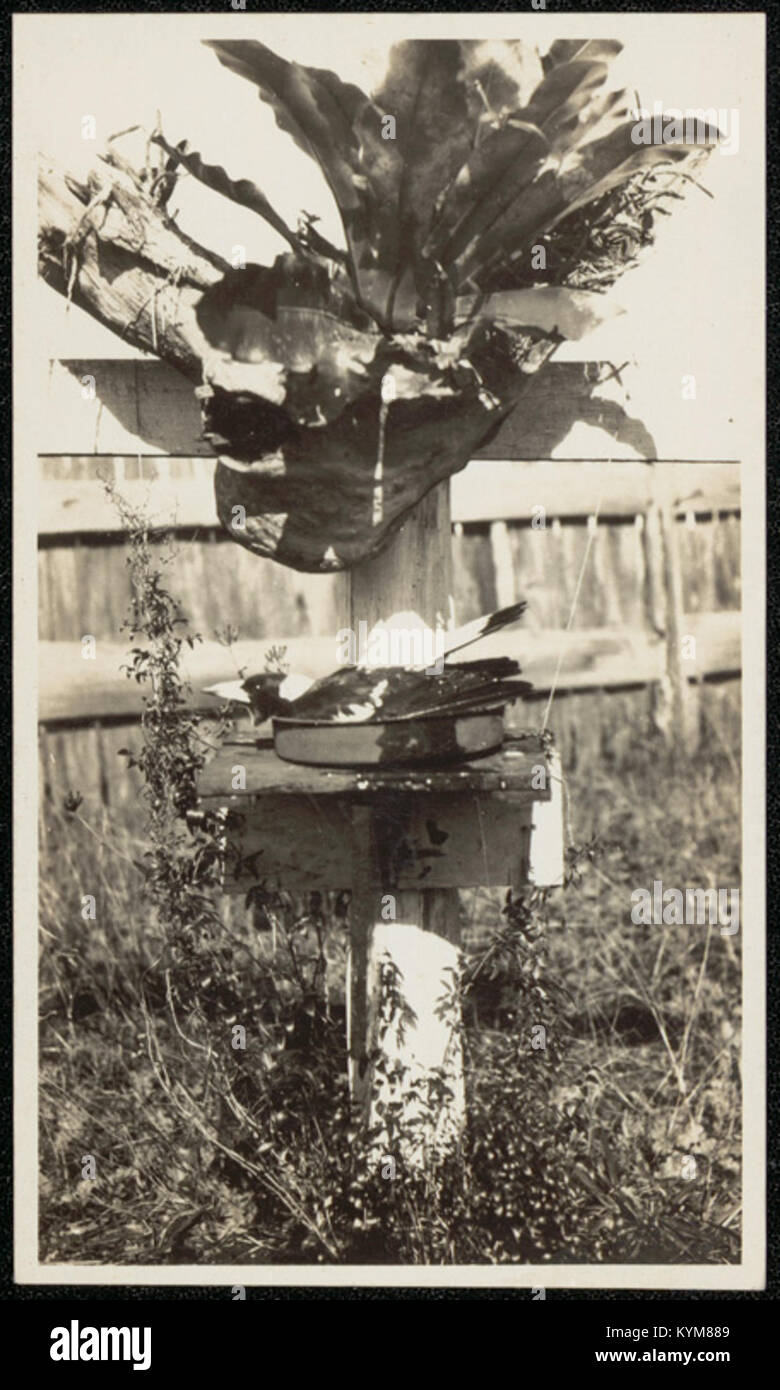 Historic photograph of a magpie perched in a bird bath at Drake Public ...