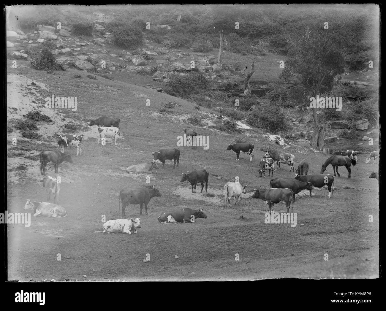 A series of views of New Zealand, captured around 1900 by William ...