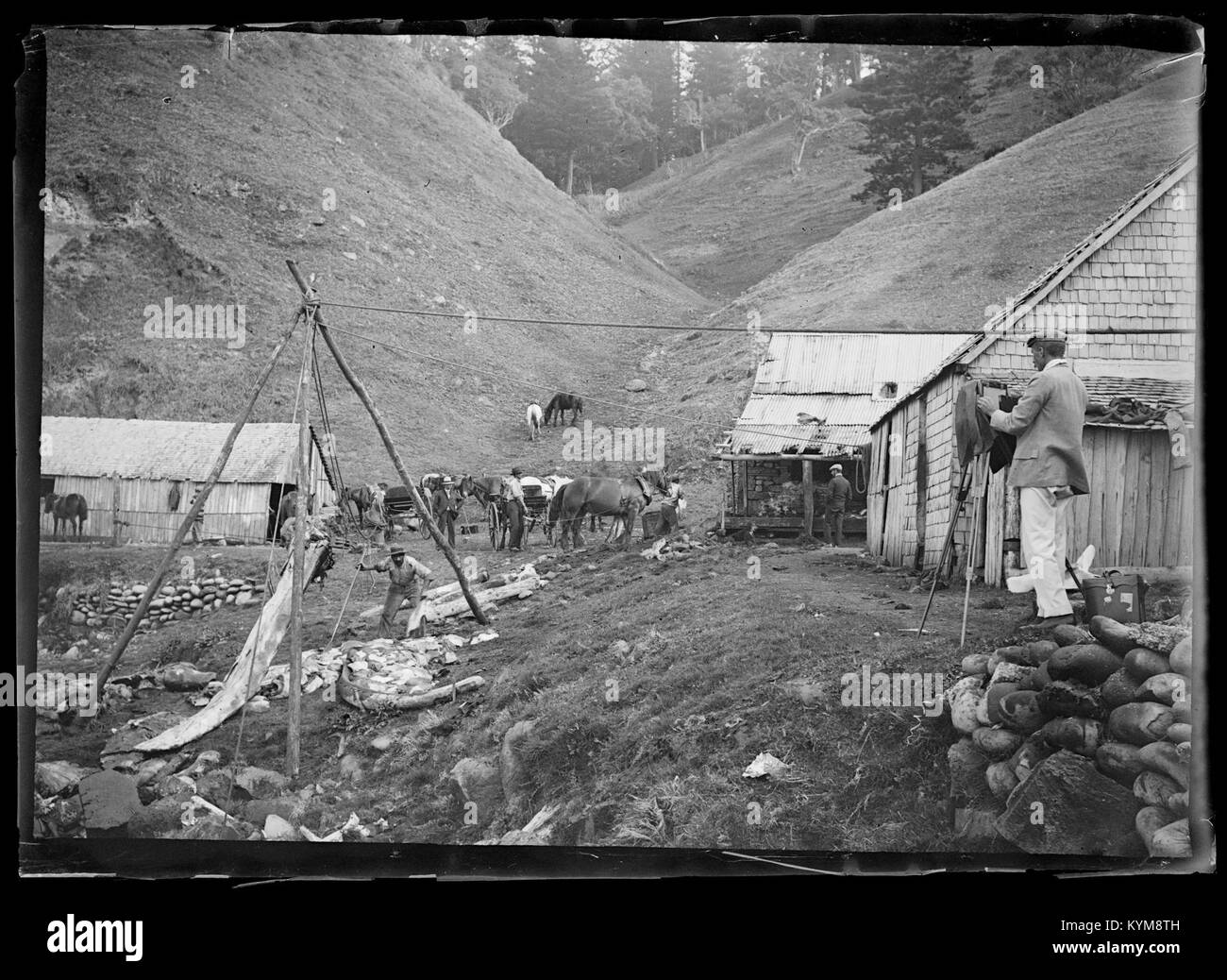A historical image capturing whaling operations in New Zealand between ...