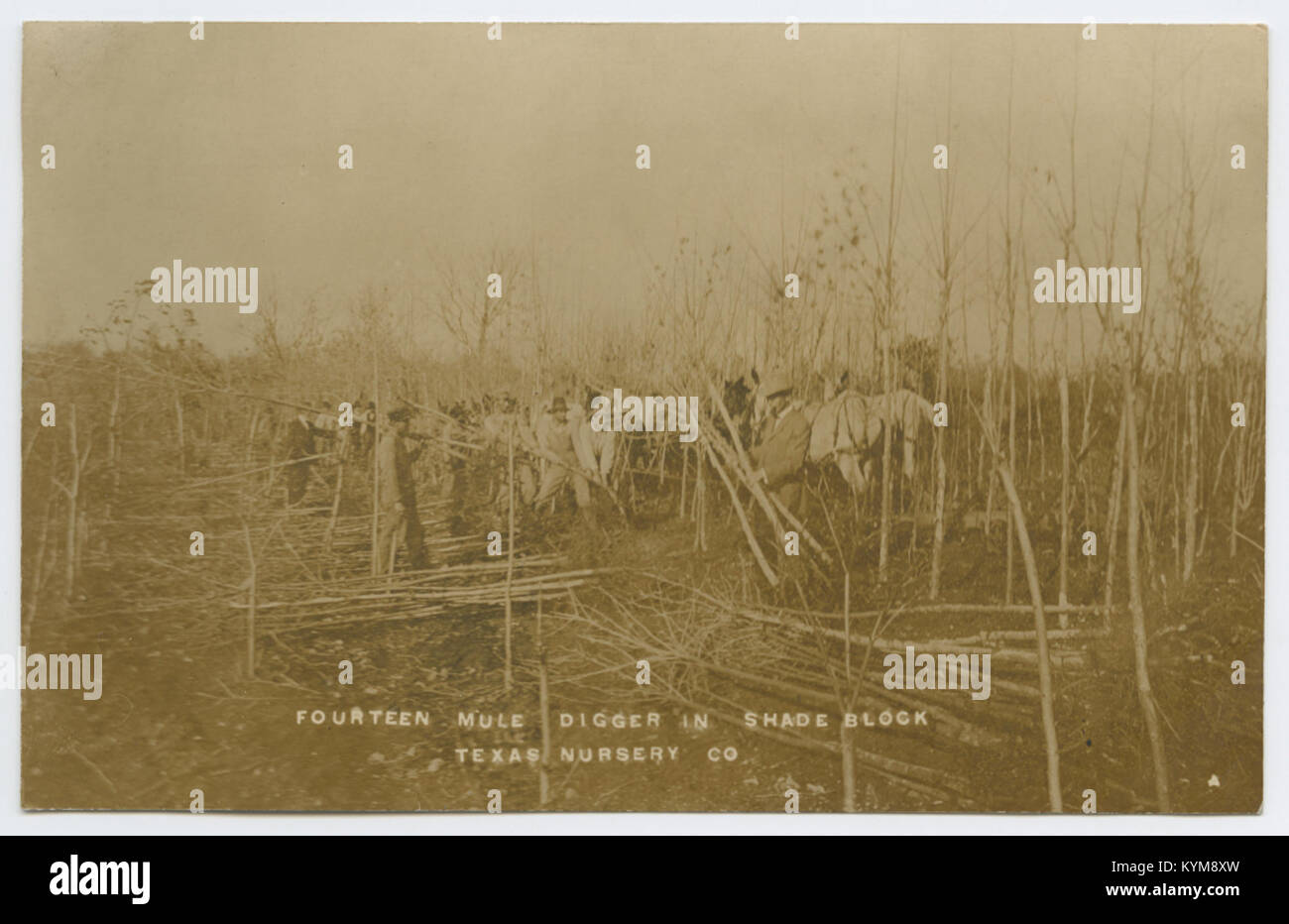 A black-and-white image of a fourteen mule team in a shaded block, with ...