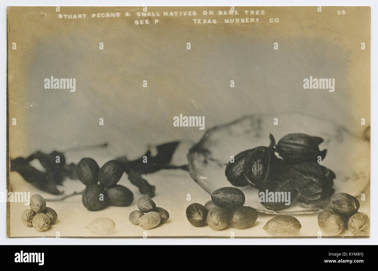 A photograph showing Stuart Pecans and small native plants growing on ...