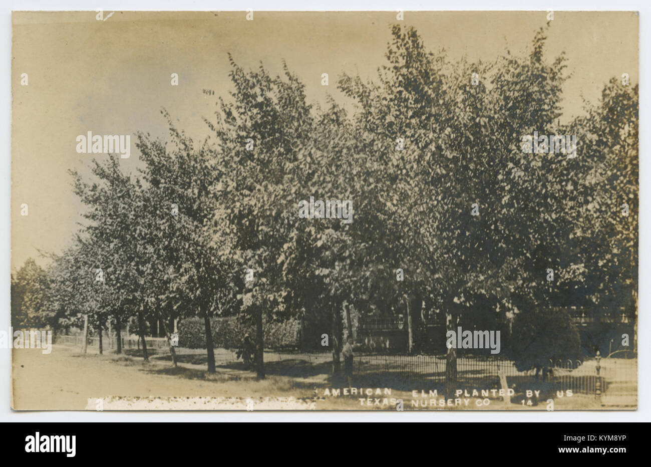 A historical photograph of an American Elm tree planted by Texas ...