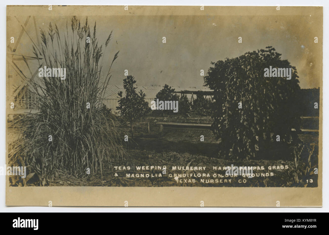 A botanical photograph featuring the Teas Weeping Mulberry tree, Hardy ...