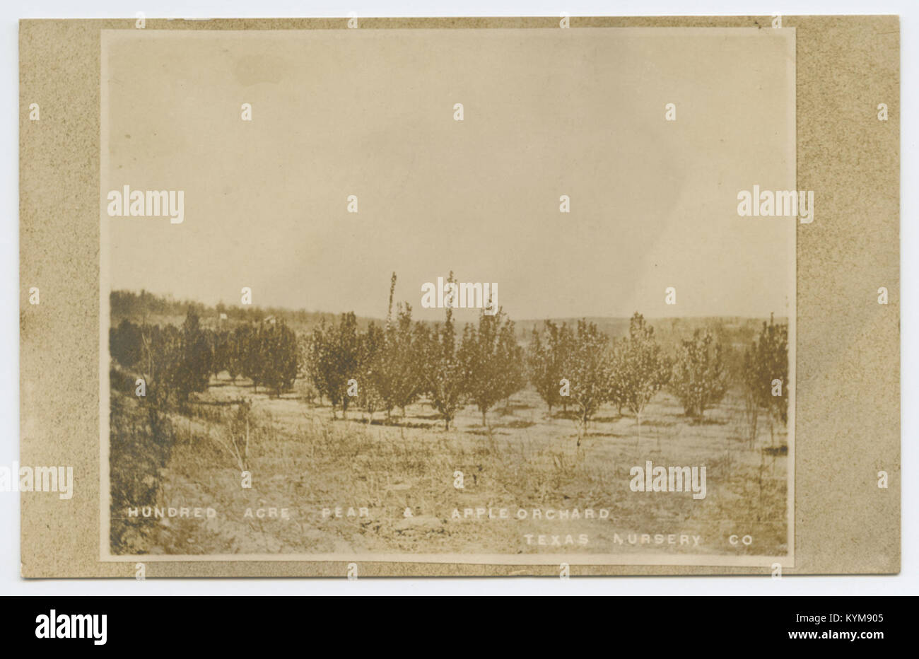 A vintage photograph of the Hundred Acre Pear & Apple Orchard ...