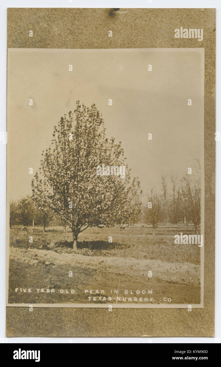 An image of a five-year-old pear tree in full bloom, showcasing the ...