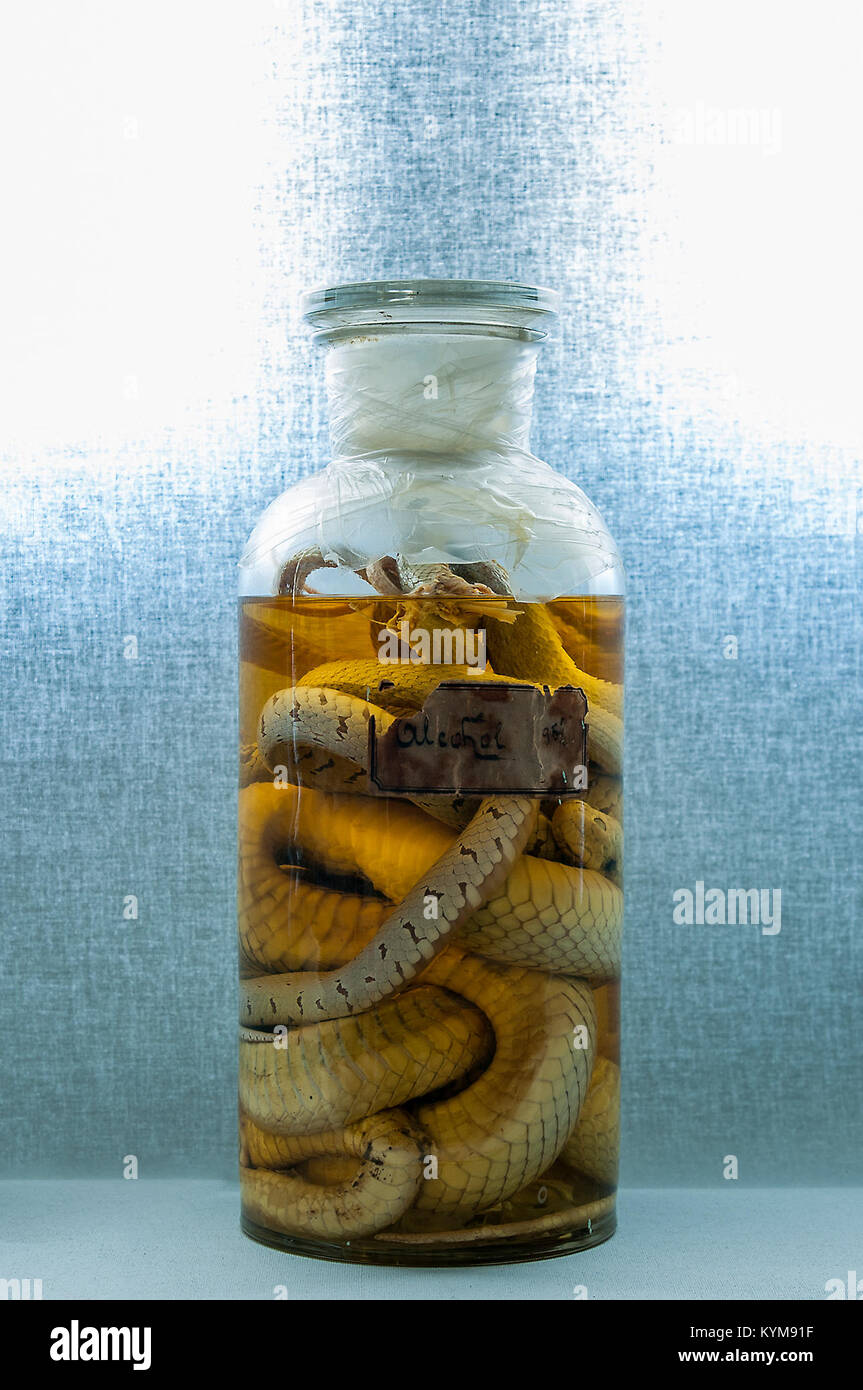 A preserved snake in alcohol, housed in a glass container, from the ...