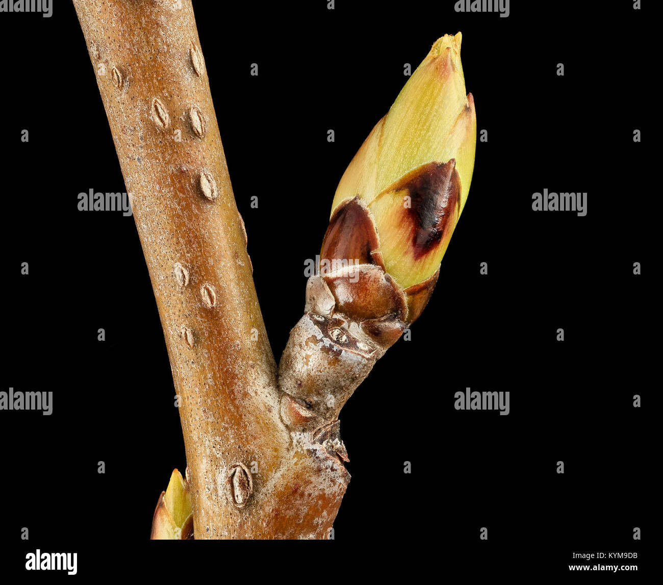 Oak tree bud leaf hi-res stock photography and images - Alamy