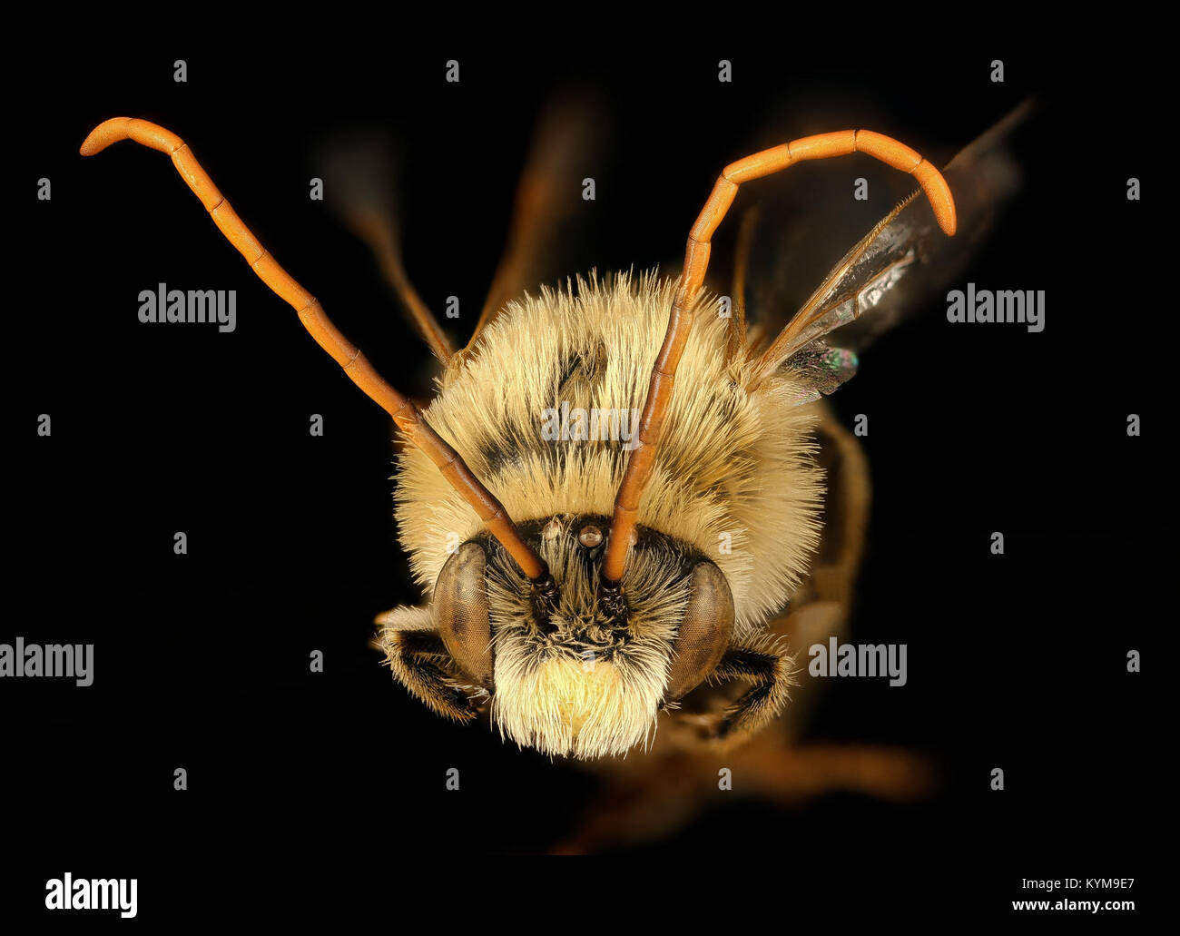 A close-up photograph of Melissodes trinodis, a species of bee ...