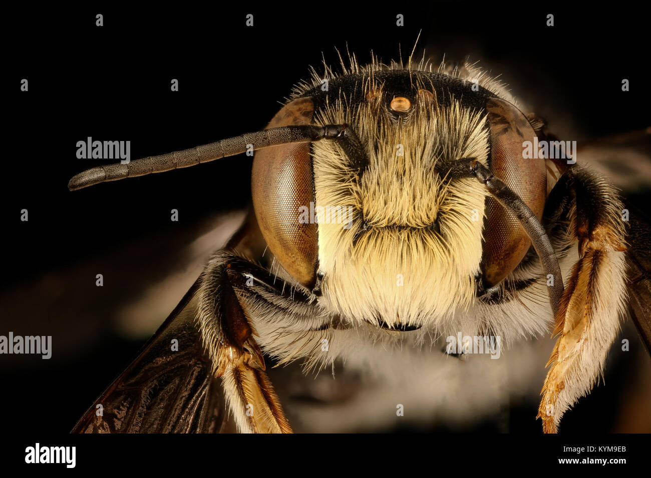 A close-up image of a Megachile inimica (leafcutter bee) captured in ...