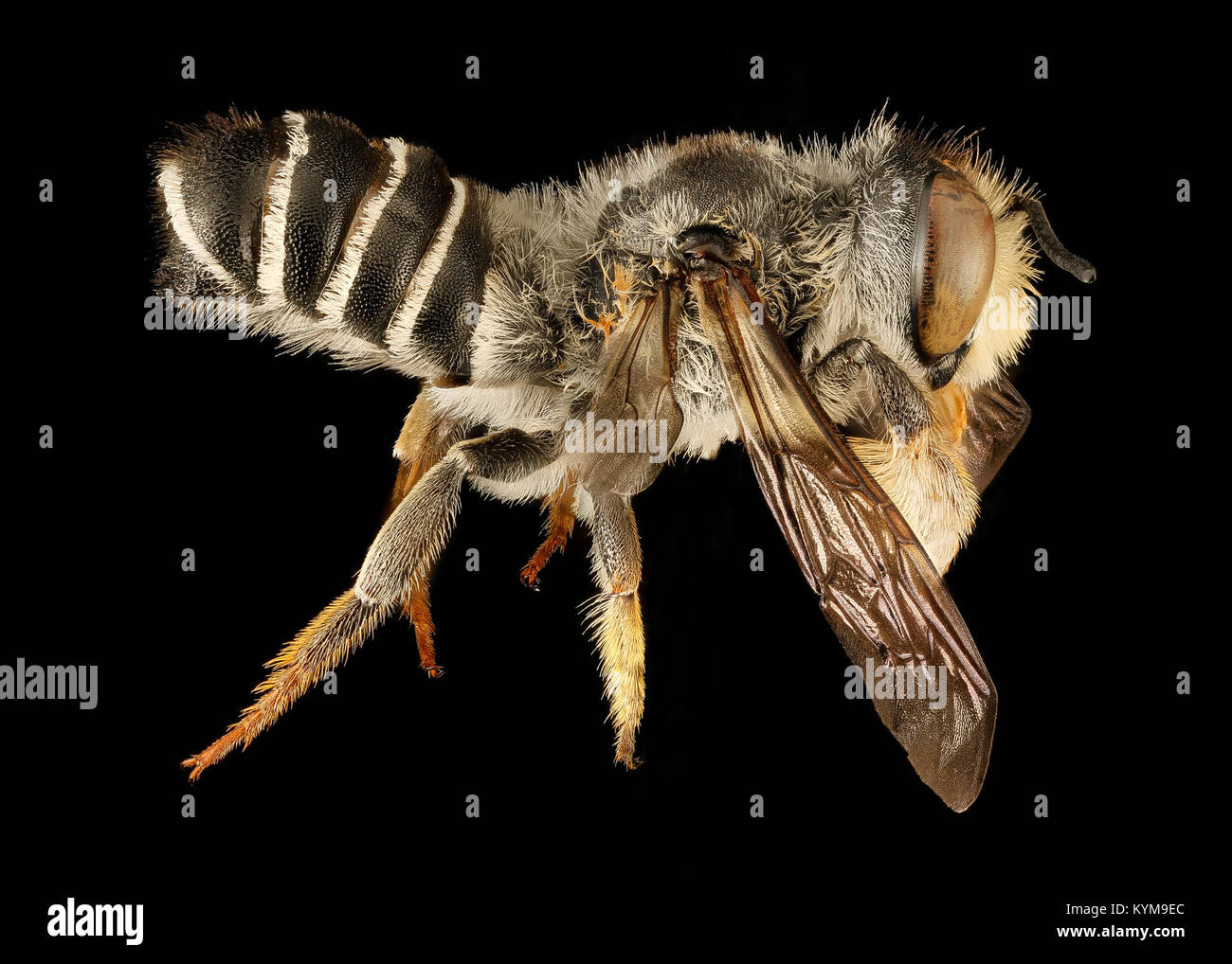 Binomial megachile inimica hi-res stock photography and images - Alamy