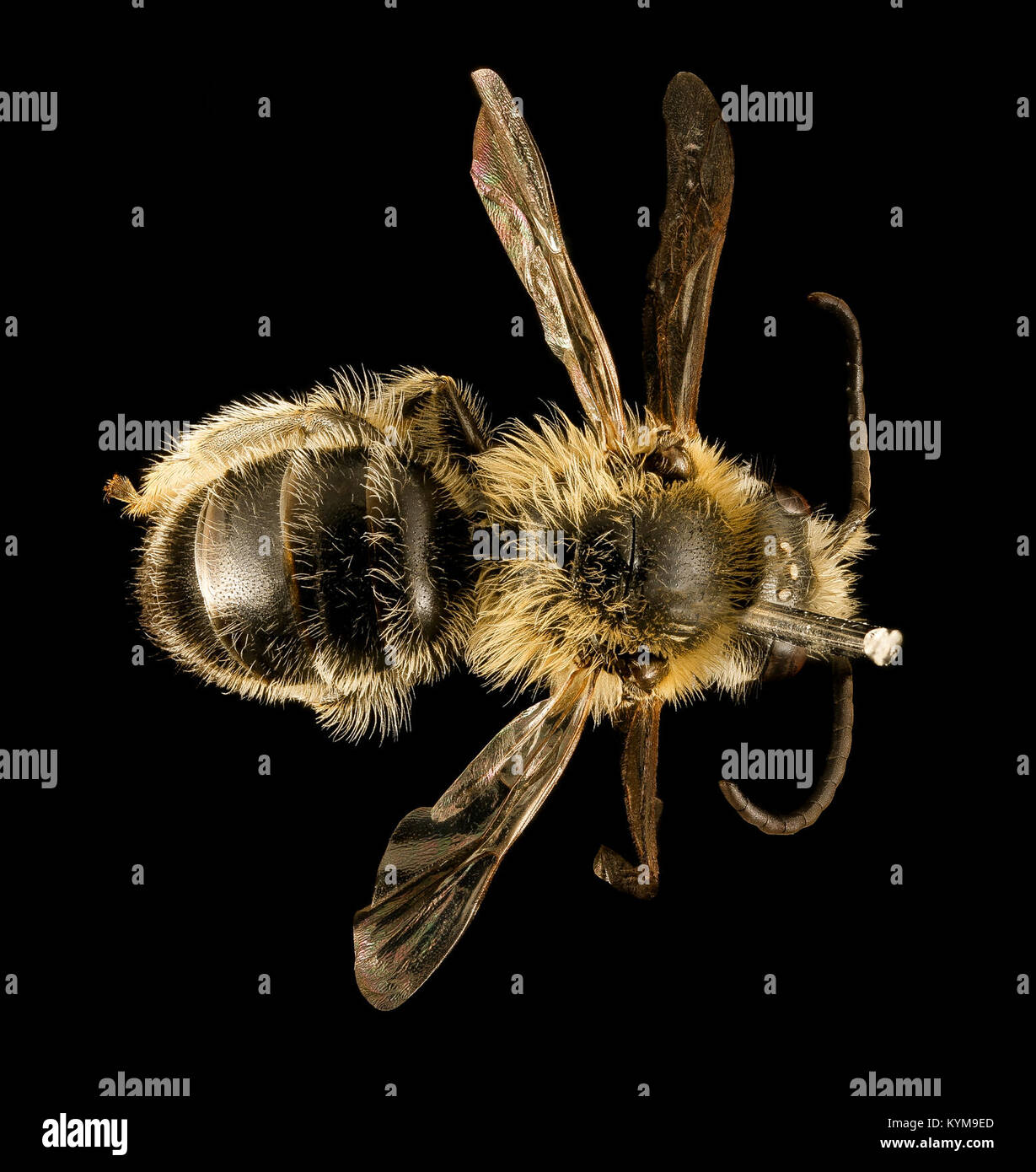 A close-up photograph of the Melitta melittoides, a species of bee ...
