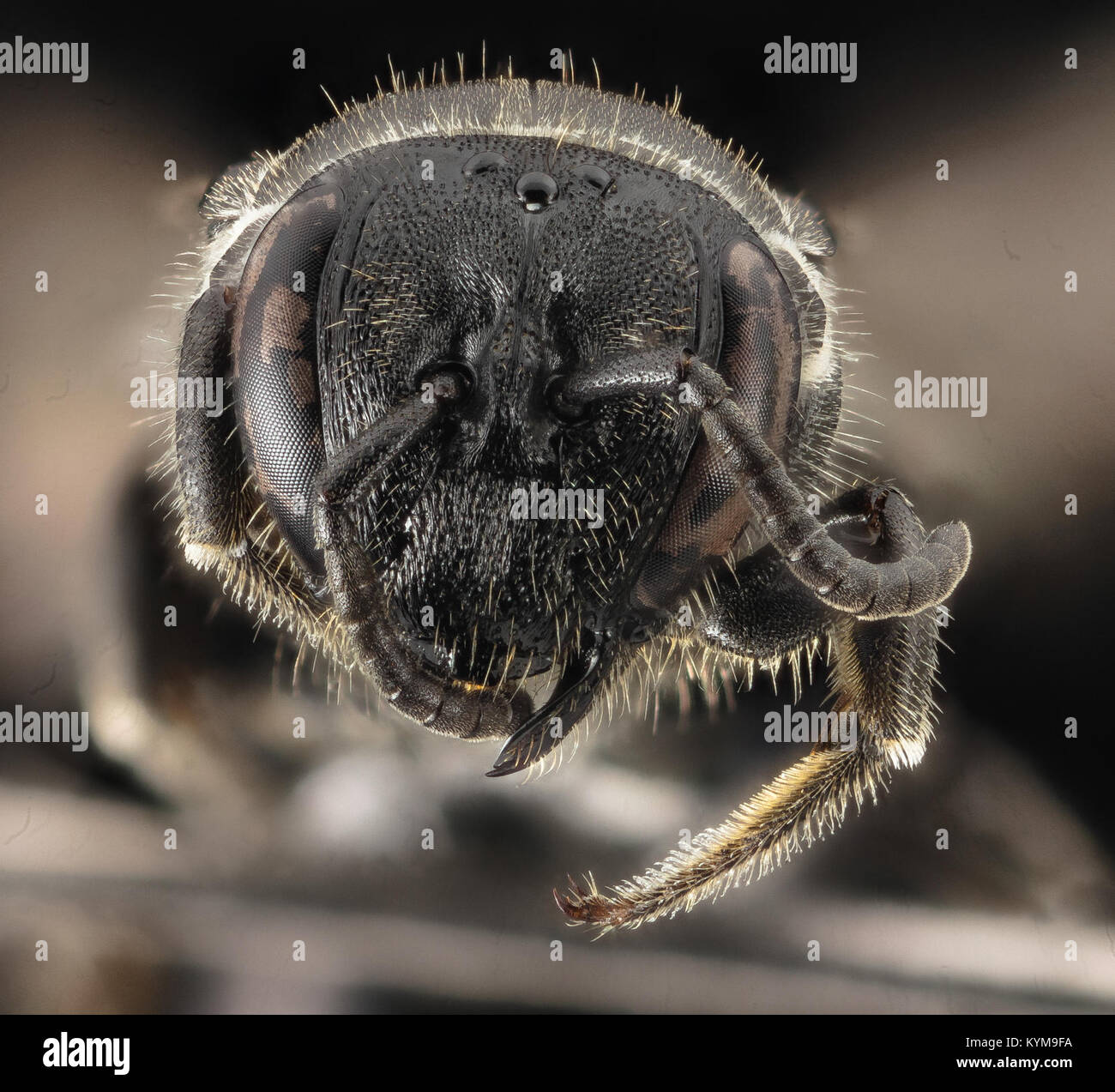 Close-up photograph of a female Hylaeus basaliis bee face, captured in ...