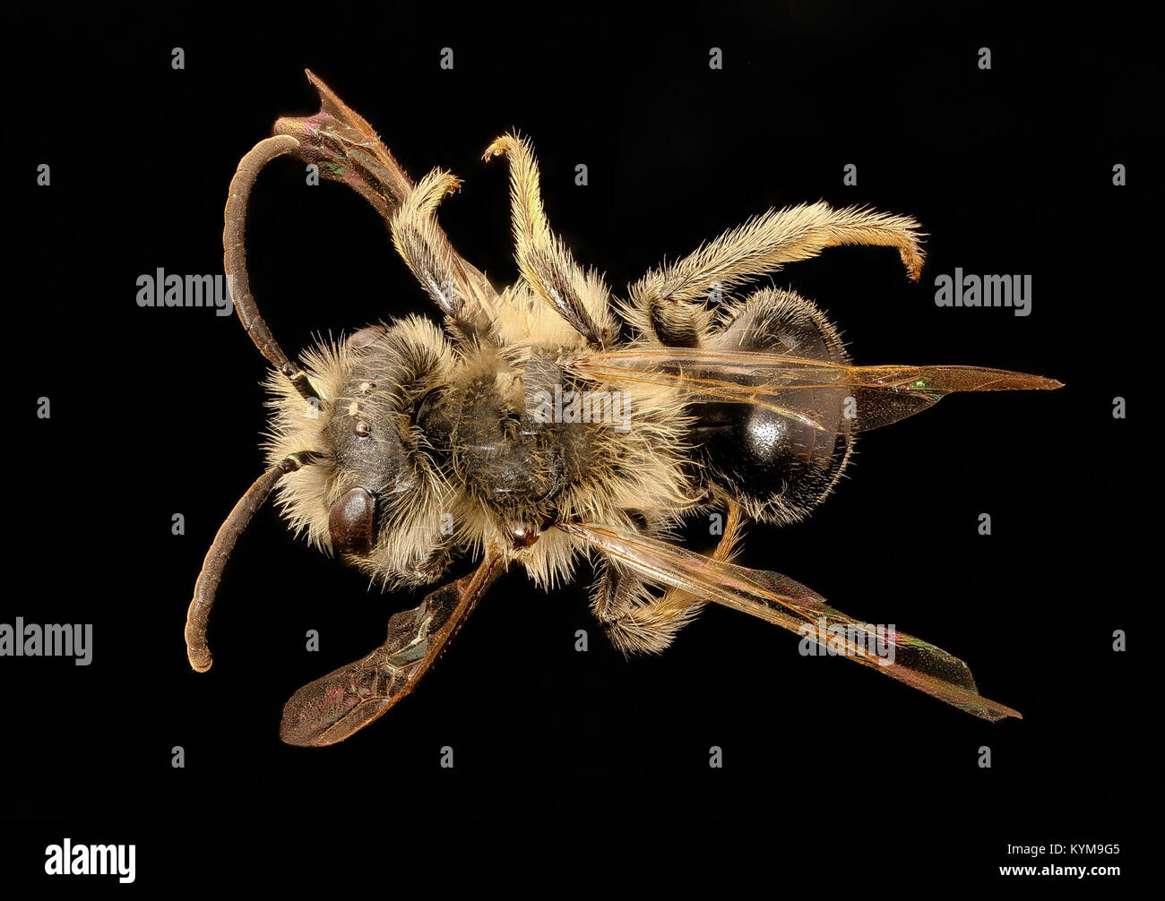 A close-up photograph of a male Andrena pruni bee, taken in Frederick ...