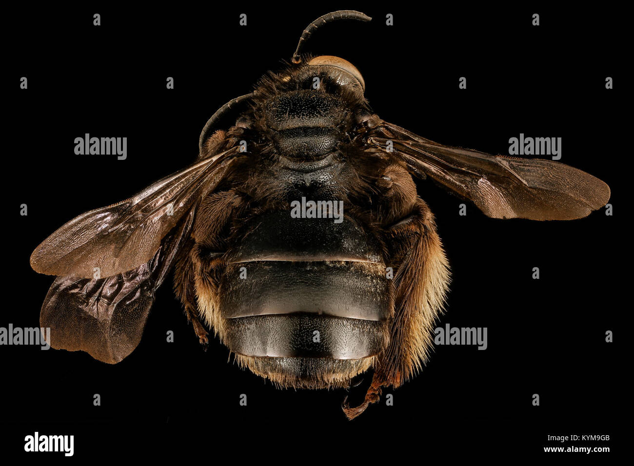 O bimaculatus hi-res stock photography and images - Alamy
