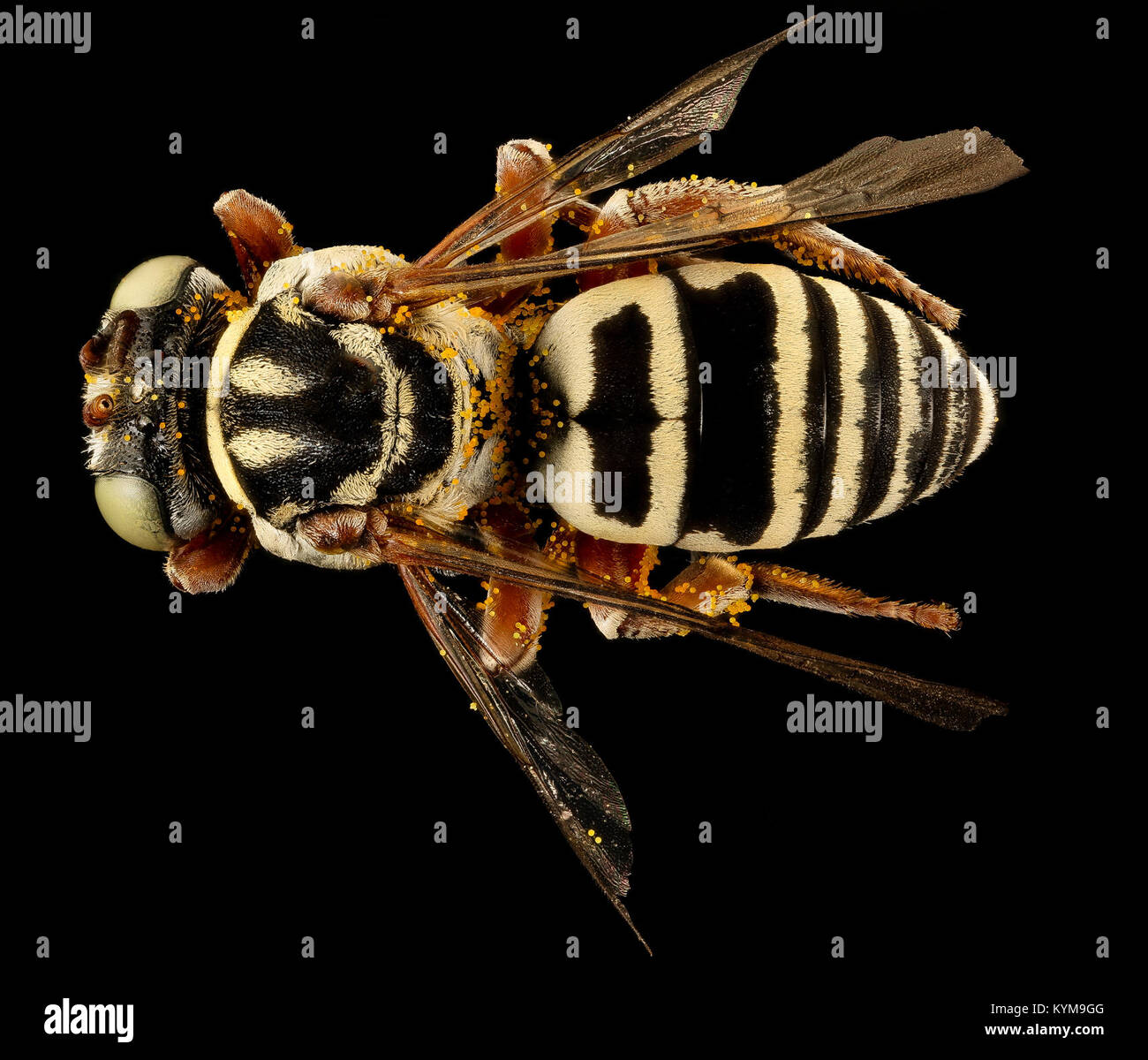 A male Triepeolus sp. bee, photographed from the back in Cochise County ...