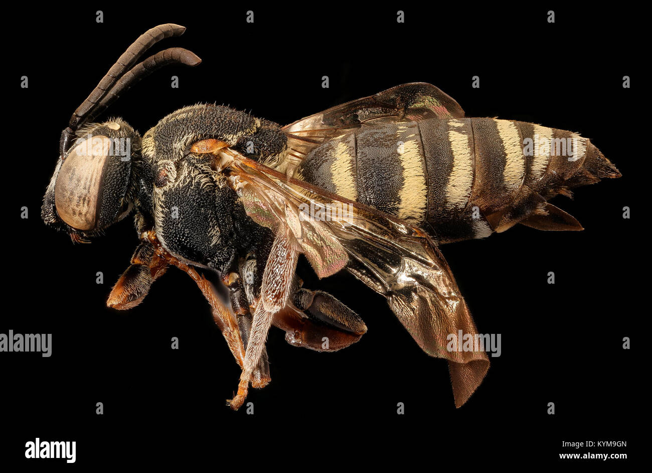 A close-up photograph of Epeolus autumnalis, a species of solitary bee ...
