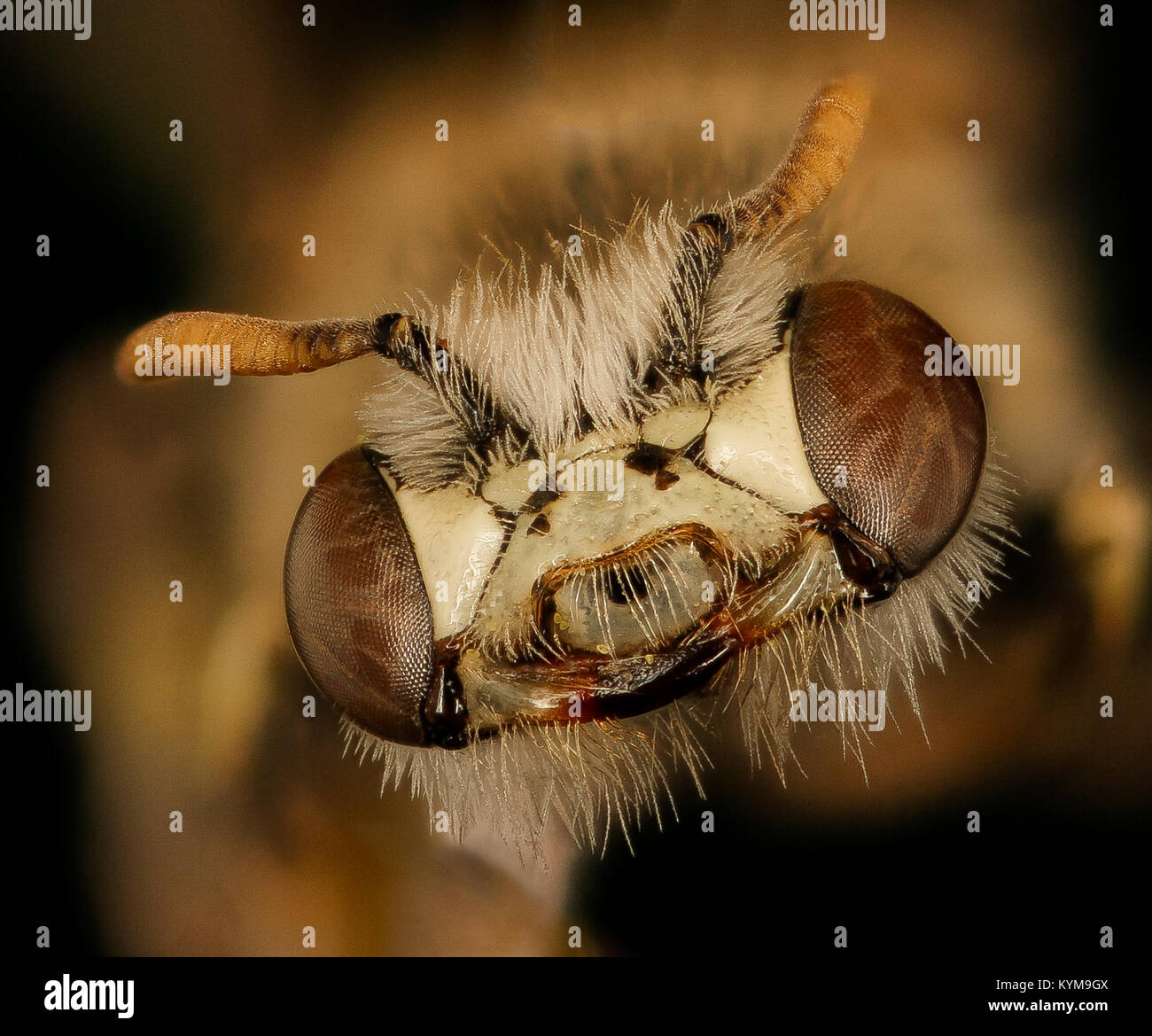 Genus calliopsis hi-res stock photography and images - Alamy