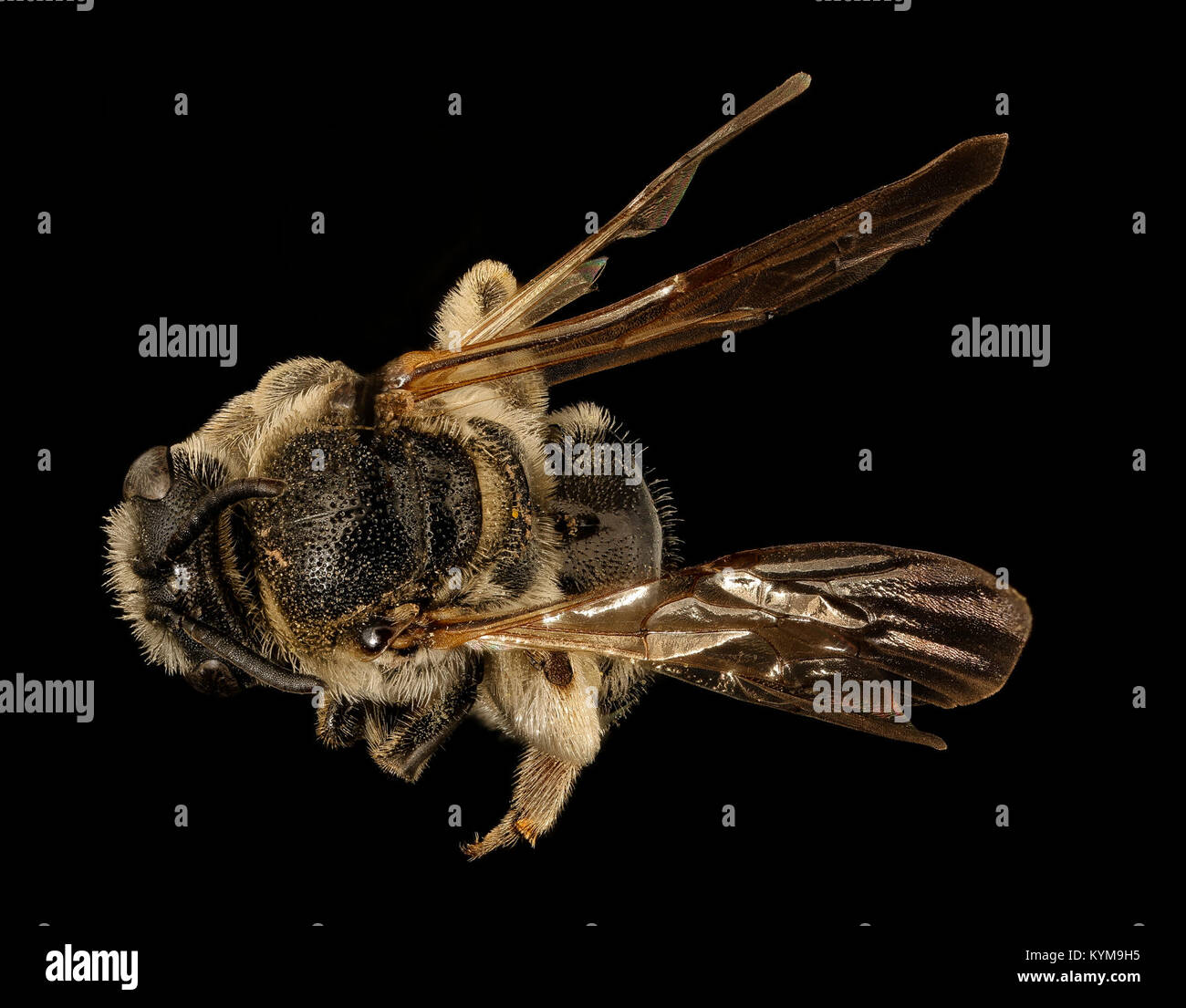 An image of the Nomia foxii, a species of native bee, captured on March ...