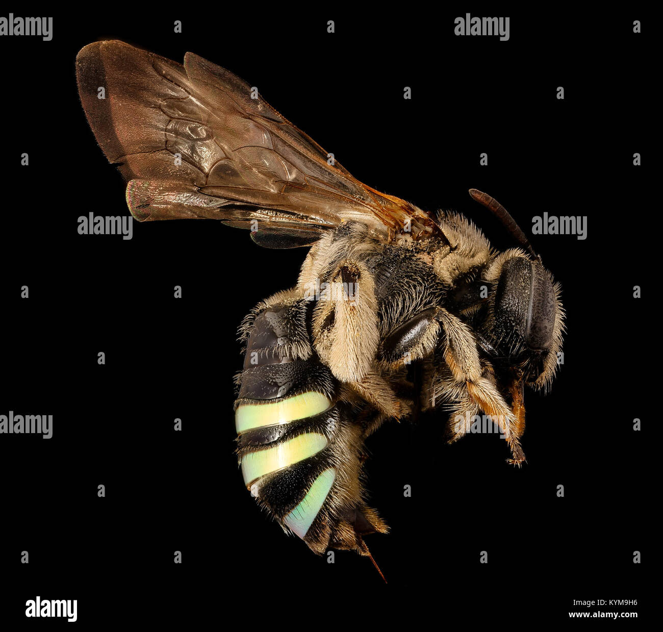 A close-up photograph of a female Nomia foxii, a species of native bee ...