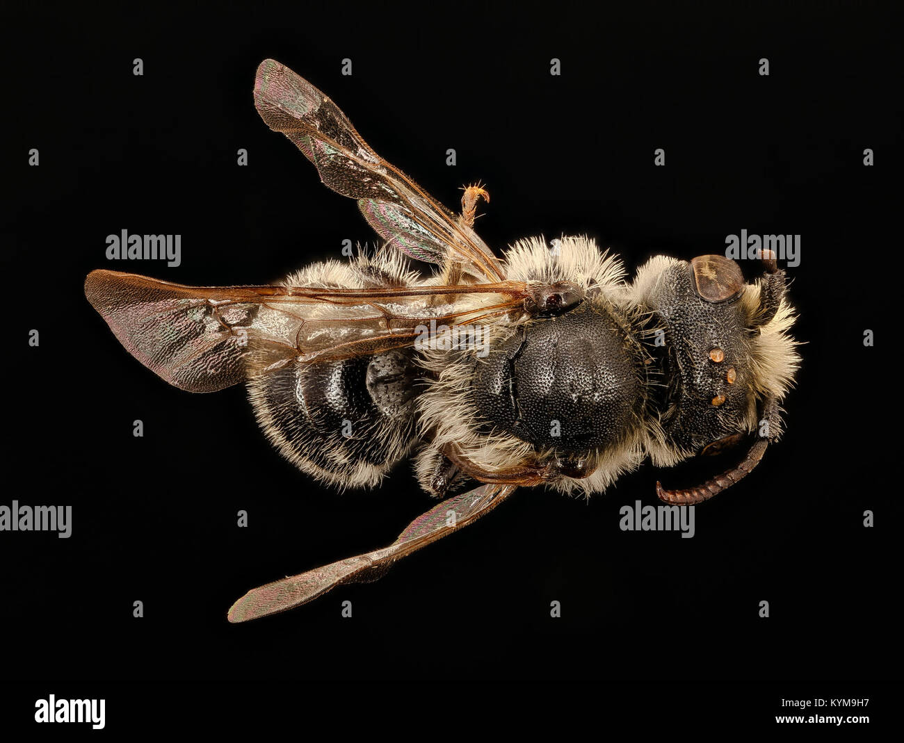Photograph of a male Hoplitis truncata, a species of solitary bee, with ...