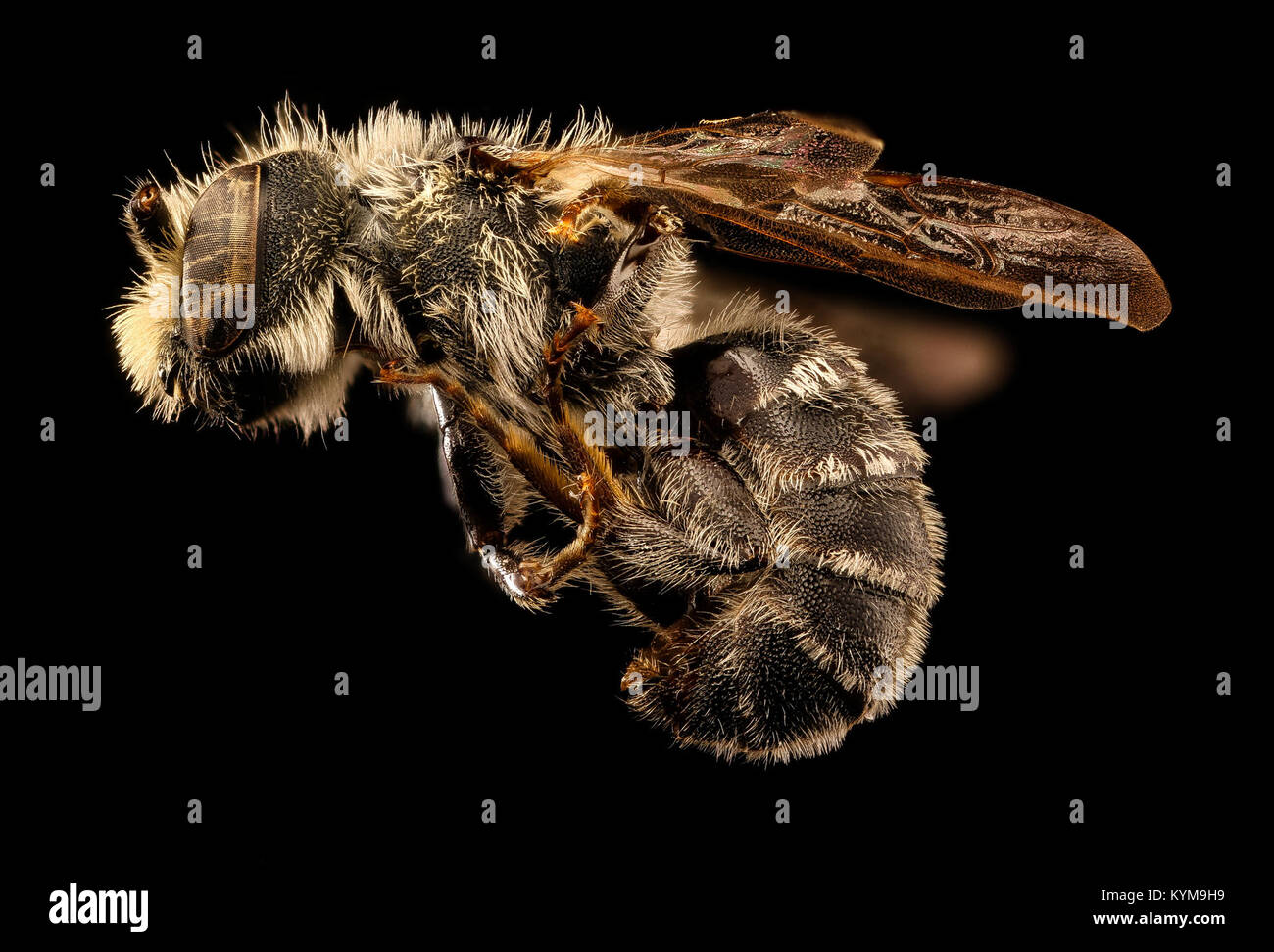 A close-up photograph of a male Hoplitis truncata bee, captured on ...