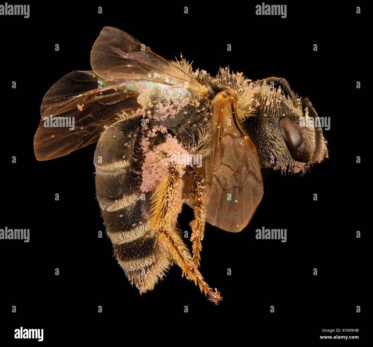 A close-up photograph of a female Halictus ligatus bee taken in Centre ...