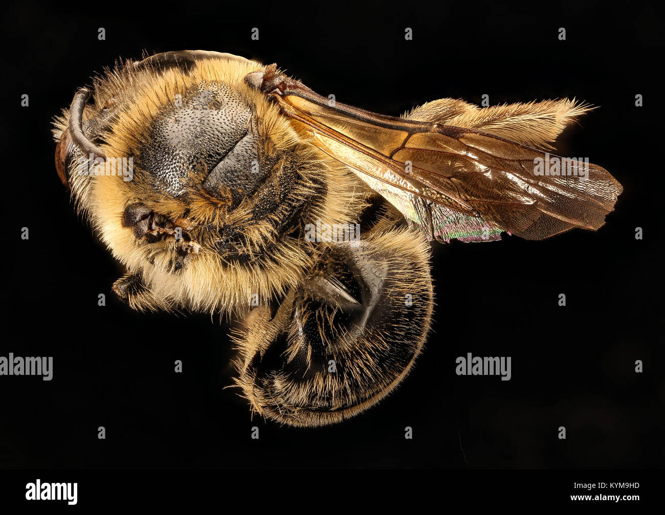 Colletes validus hi-res stock photography and images - Alamy