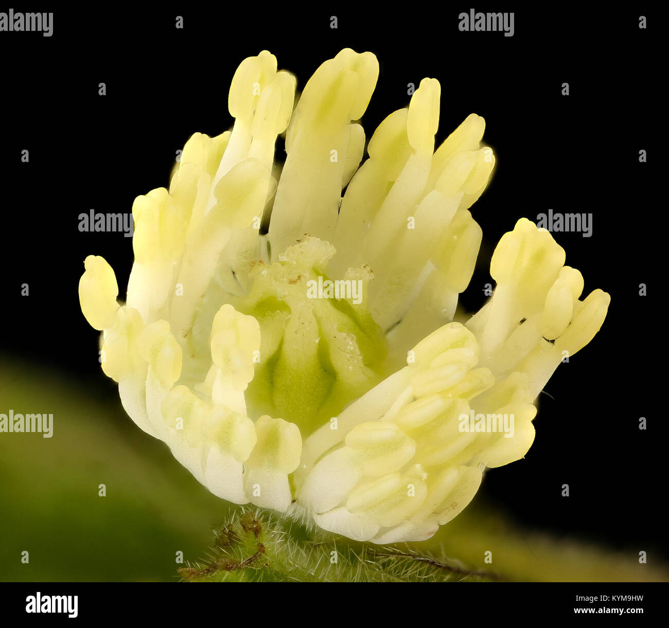 A close-up photograph of the Goldenseal flower (Hydrastis canadensis ...