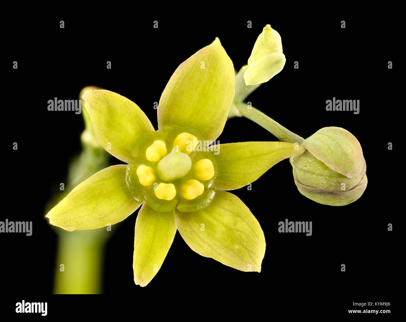 Binomial caulophyllum thalictroides hi-res stock photography and images ...