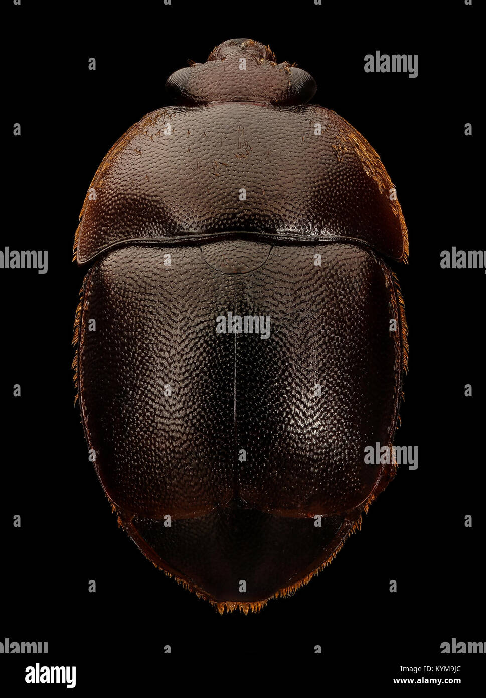 A close-up image of a small hive beetle, photographed at the Beltsville ...