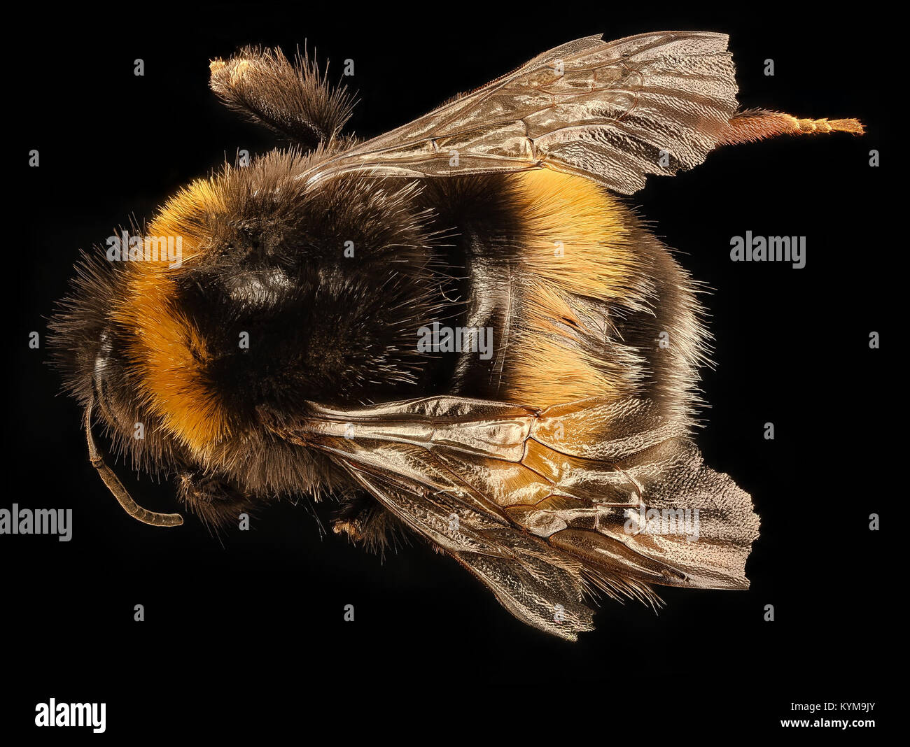 A close-up photograph of a Bombus terrestris, also known as the ...