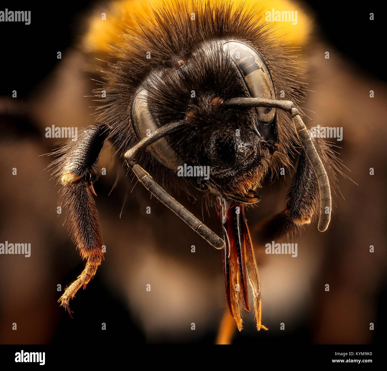 This close-up image shows a Bombus terrestris, commonly known as the ...
