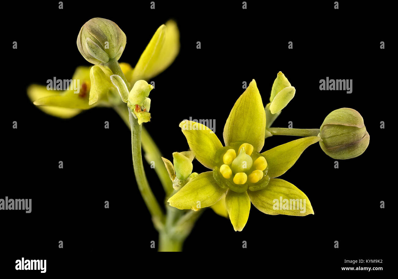 Binomial caulophyllum thalictroides hi-res stock photography and images ...