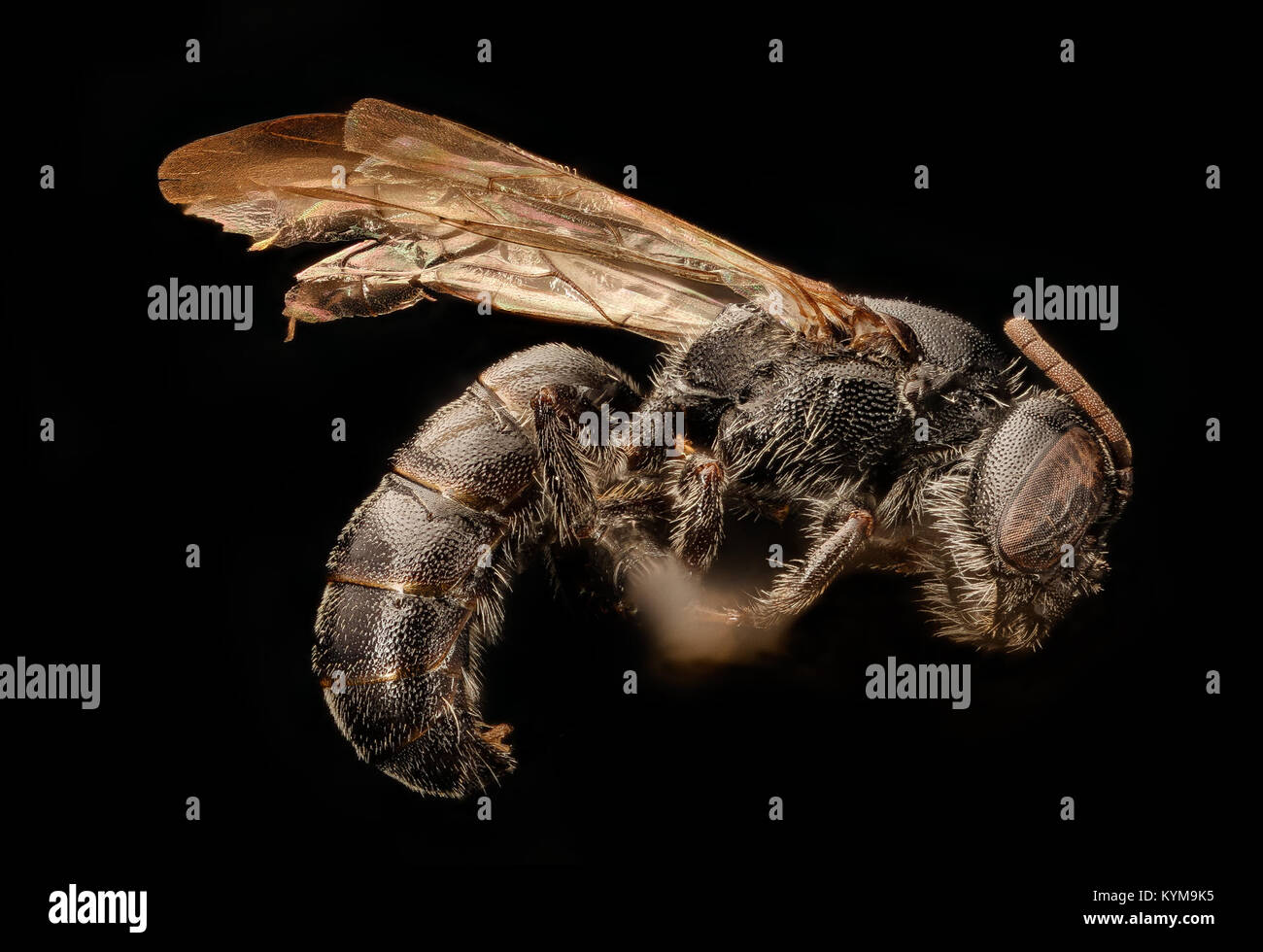 Close-up photograph of Chelostoma philadelphi, a species of solitary ...