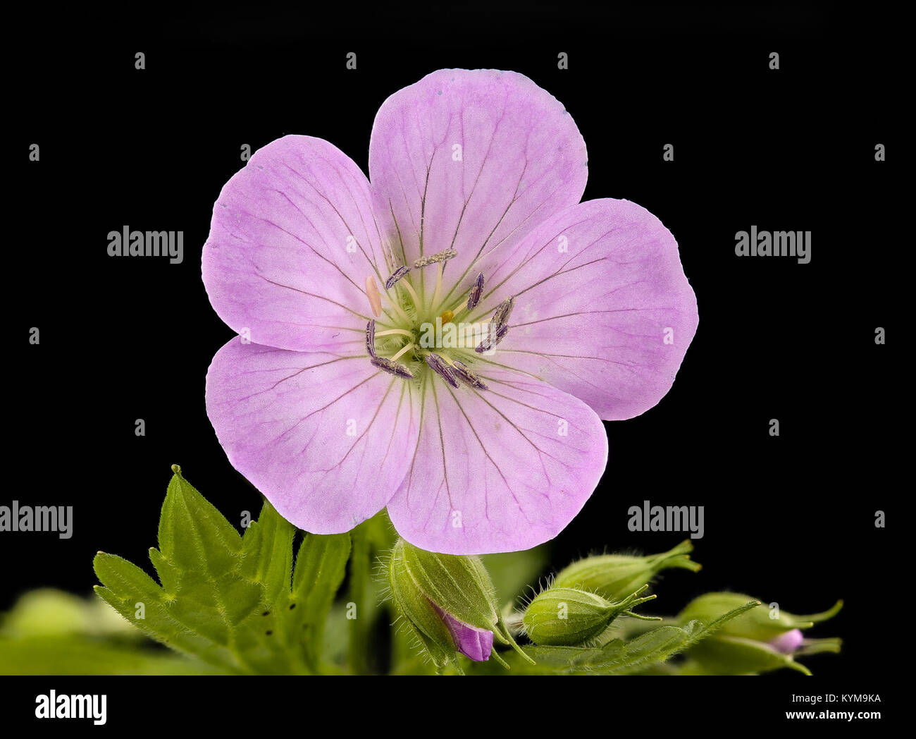 Binomial gereanium maculatum hi-res stock photography and images - Alamy