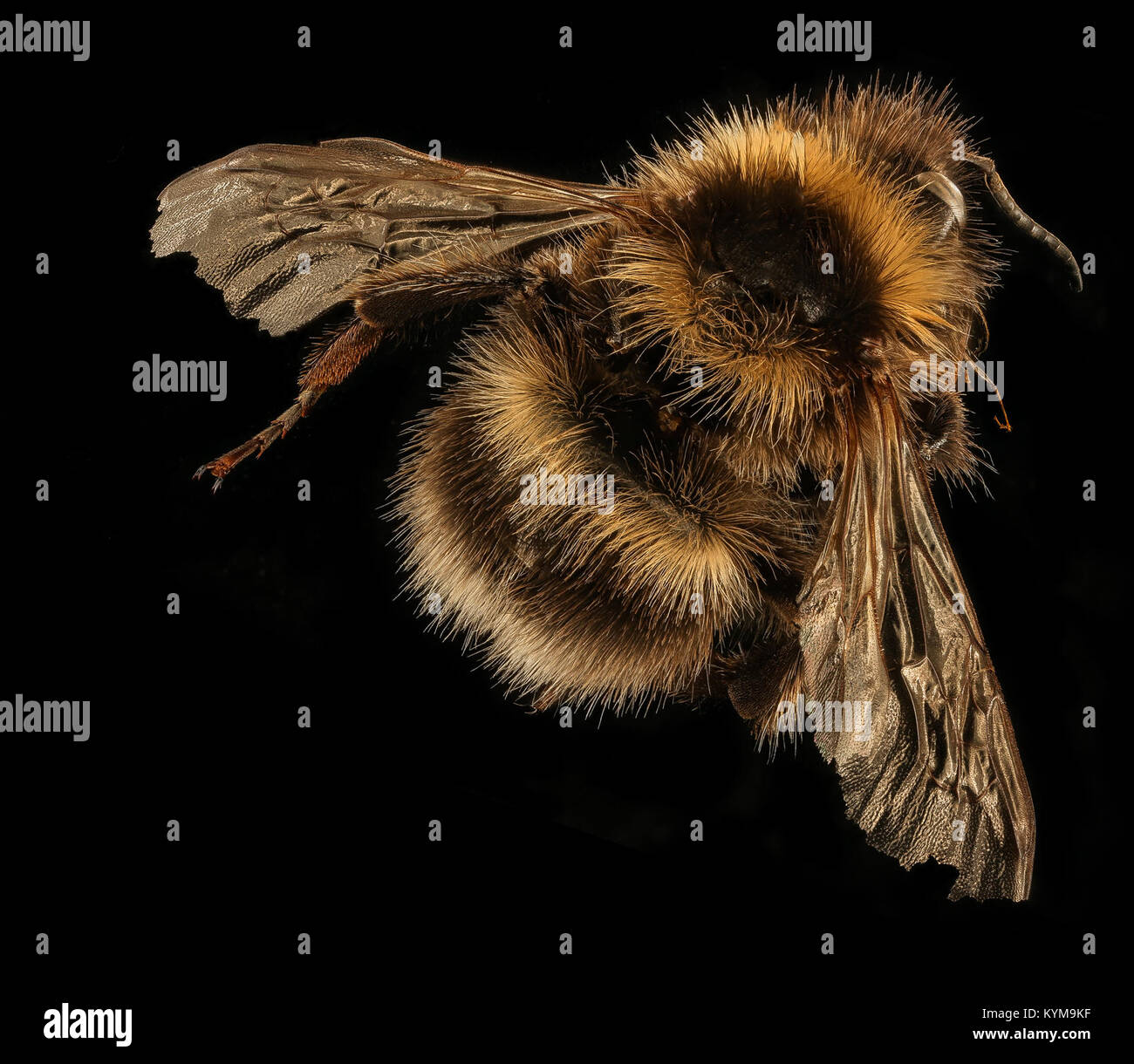 A close-up photograph of a male Bombus hortorum, a species of bumblebee ...