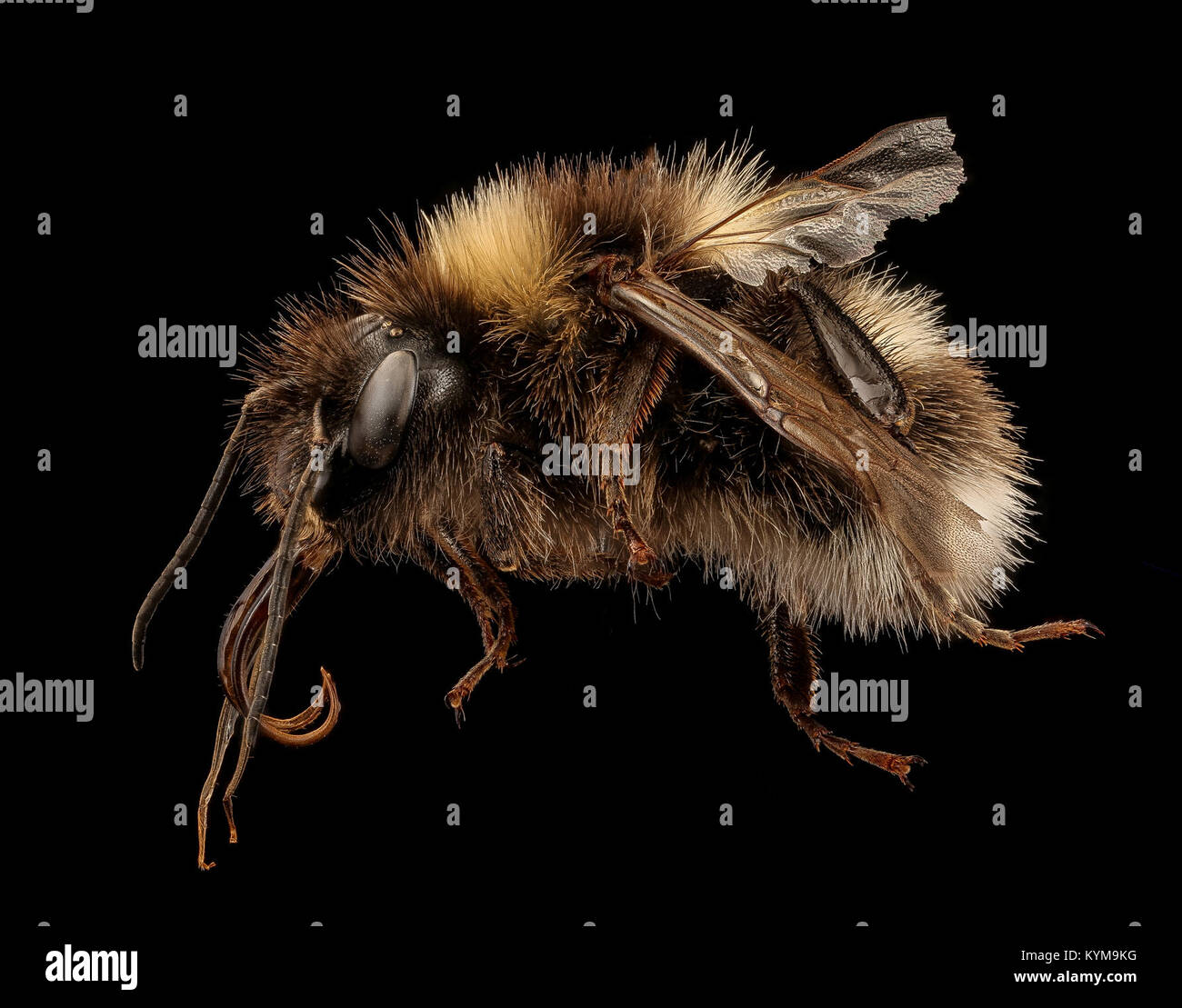 Binomial bombus hortorum hi-res stock photography and images - Alamy