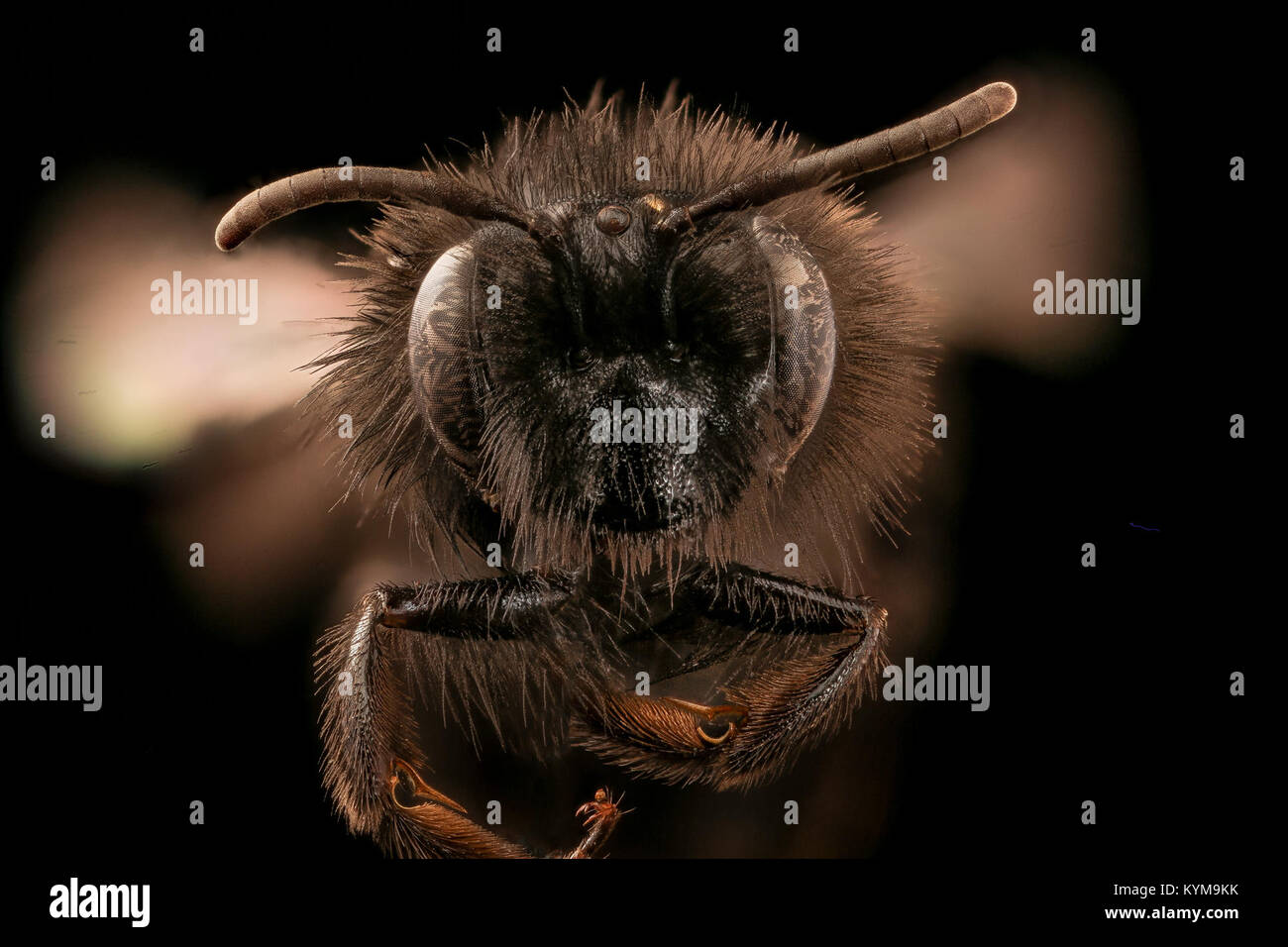A close-up photograph of Andrena vanduzeei, a species of bee, taken in ...