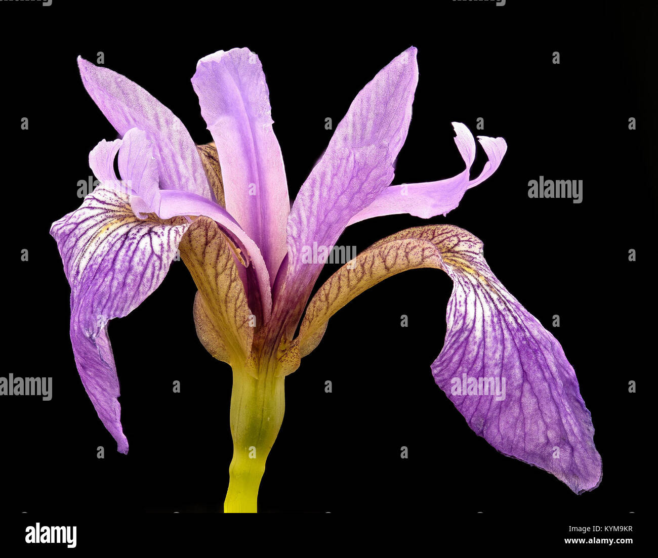 Iris binomial versicolor hi-res stock photography and images - Alamy