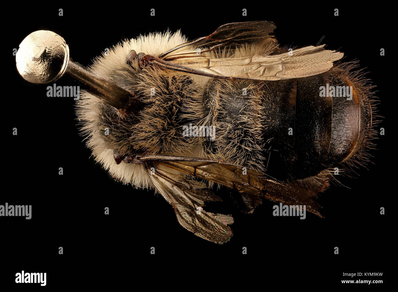Photograph of the male Anthophora bomboides, a species of bee, in ...