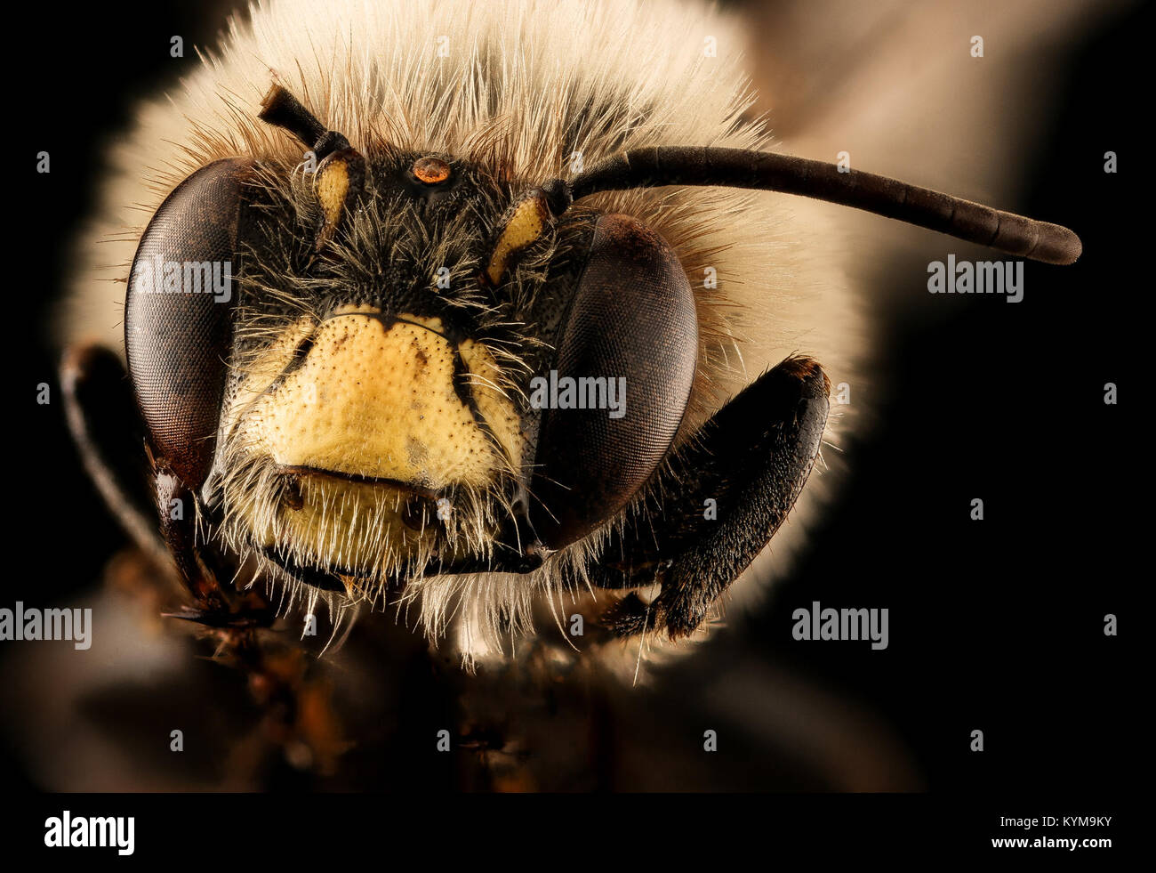 A close-up photograph of the male Anthophora bomboides, a species of ...