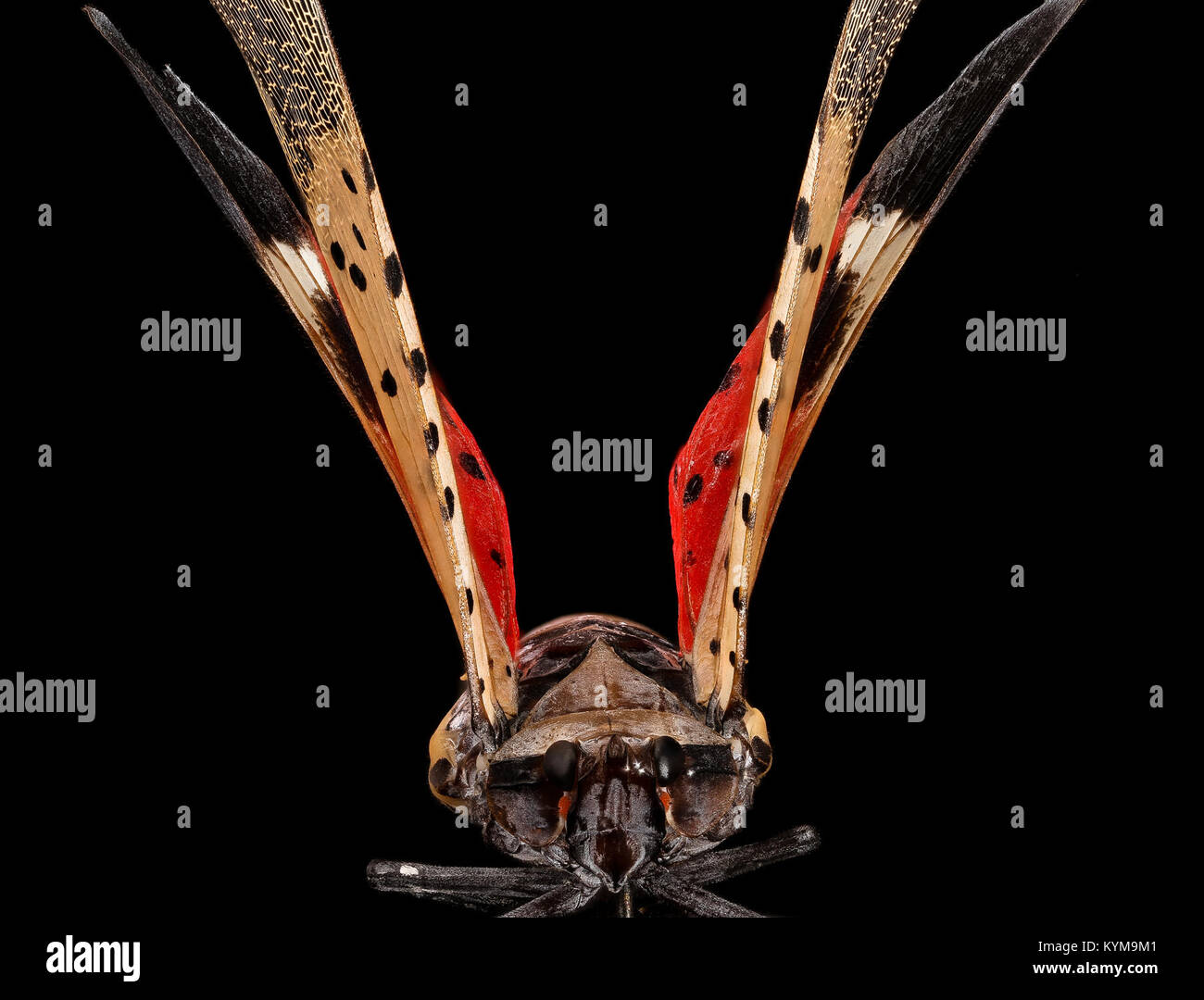 A close-up photograph of a Spotted Lanternfly, an invasive species in ...