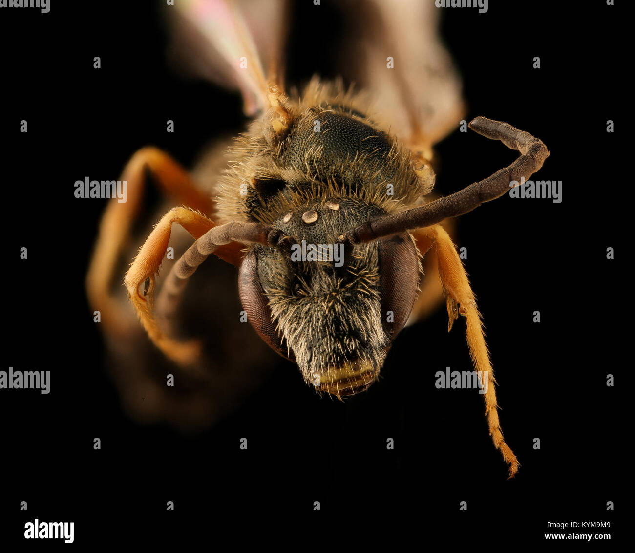 Binomial halictus confusus hi-res stock photography and images - Alamy