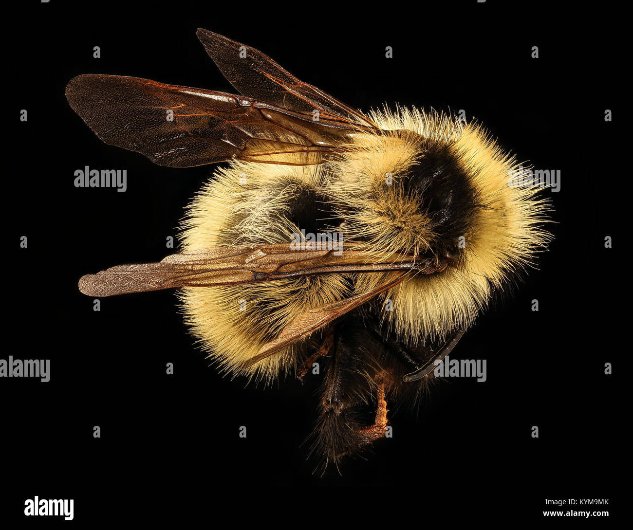 A close-up photograph of a male Bombus fernaldae, commonly known as a ...