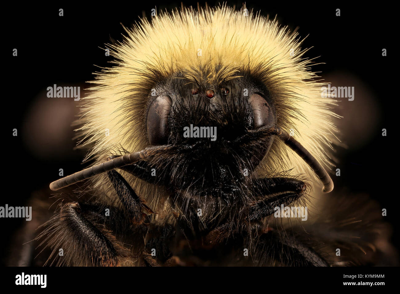 A close-up photograph of a male Bombus fernaldae bumblebee in Centre ...