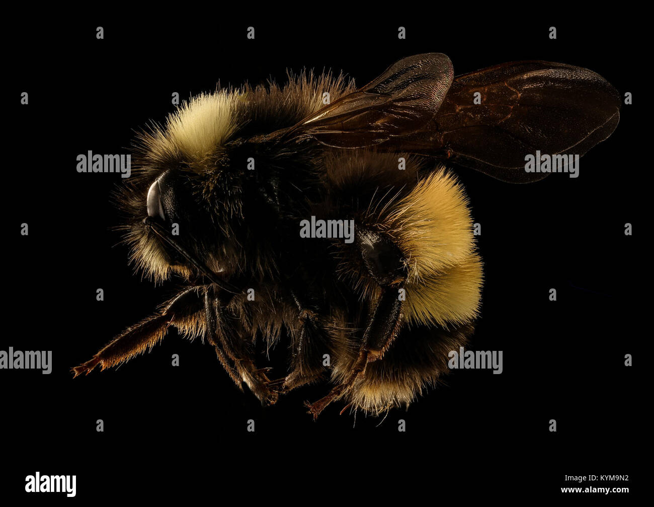 A close-up photograph of a male Bombus terricola bumblebee taken in ...