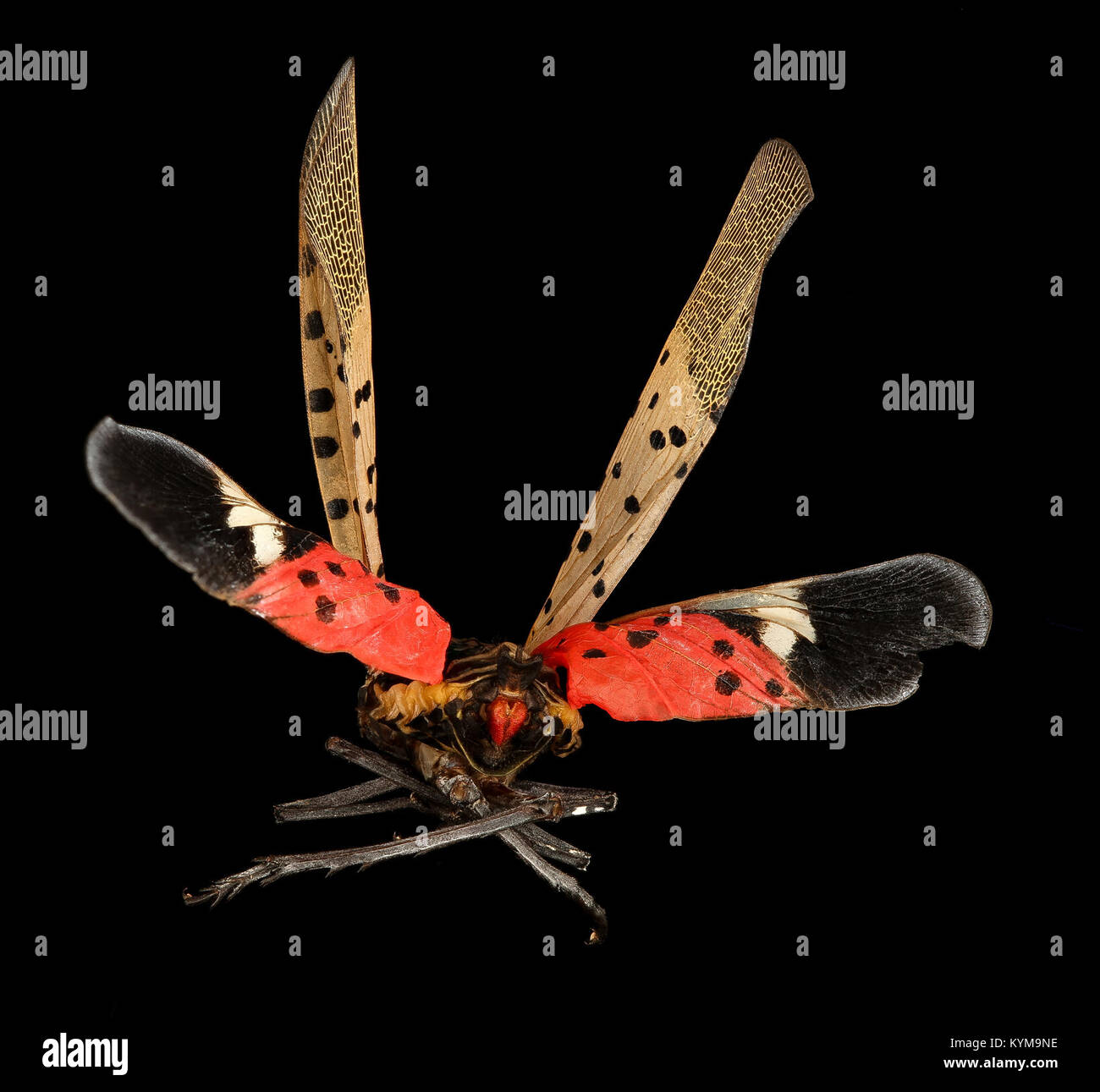 A close-up photograph of the back of a Spotted Lanternfly, taken on ...
