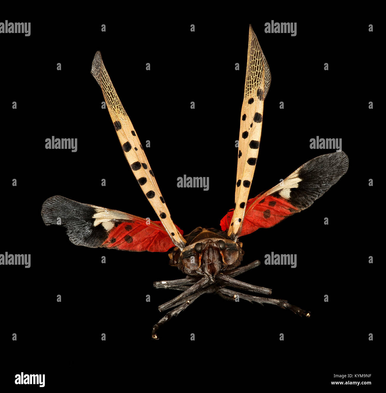Spotted lanternfly hi-res stock photography and images - Alamy