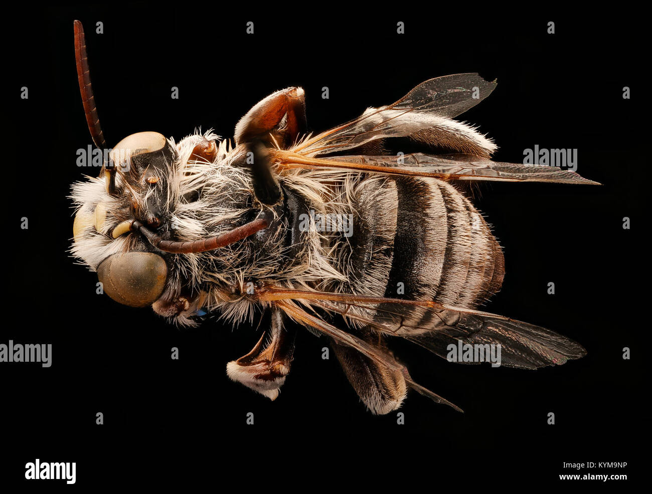 Close-up photograph of Anthophora flexipes, a species of bee, captured ...